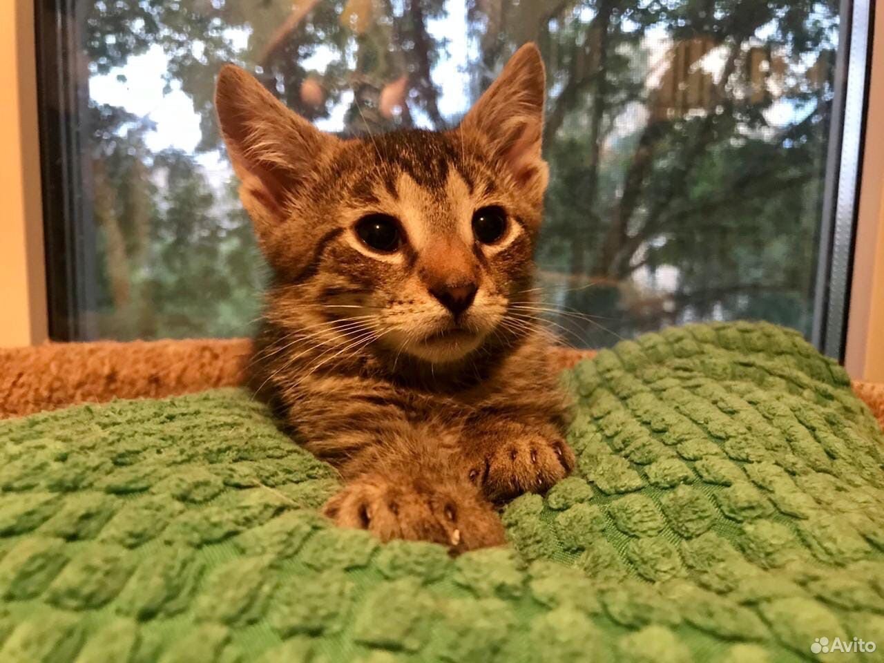 Настоящий тигр. 2 мес, в добрые руки