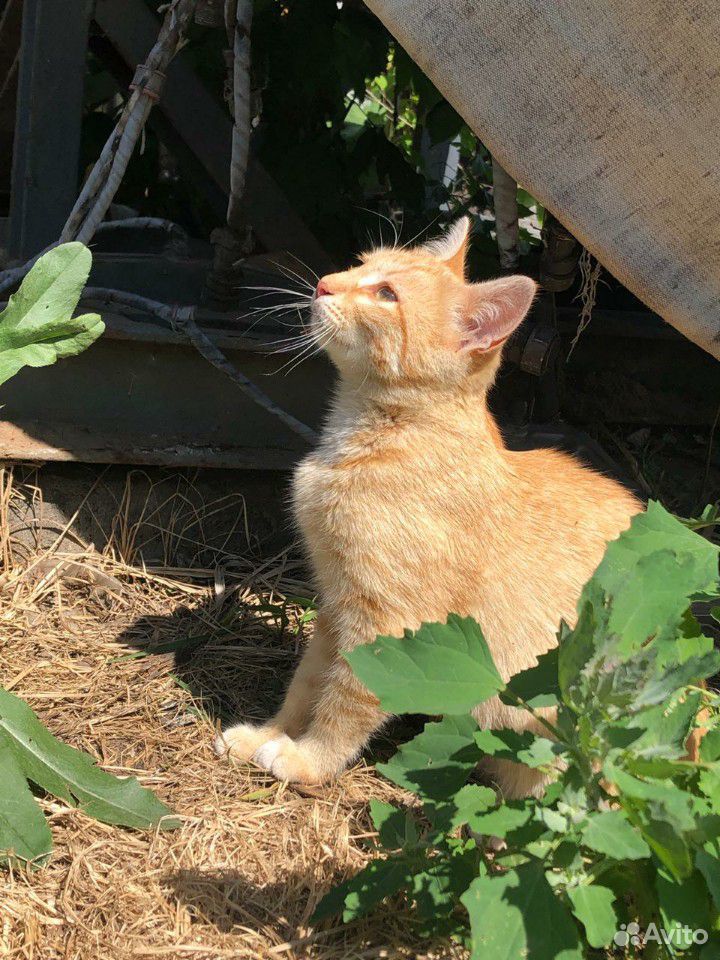 Кот