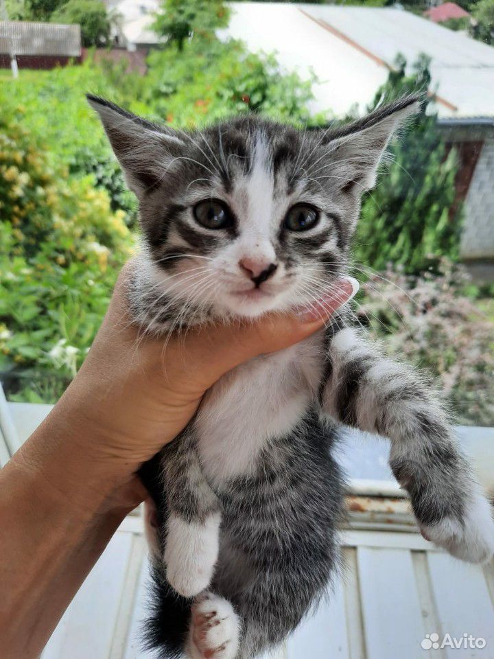 Чудесные котята