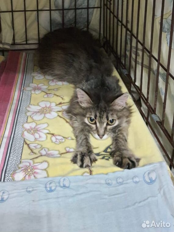 Сибирский котик ищет семью