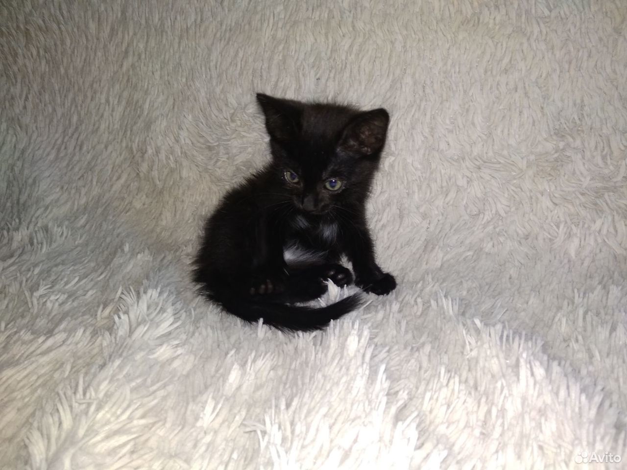 Черная кошечка в добрые ручки