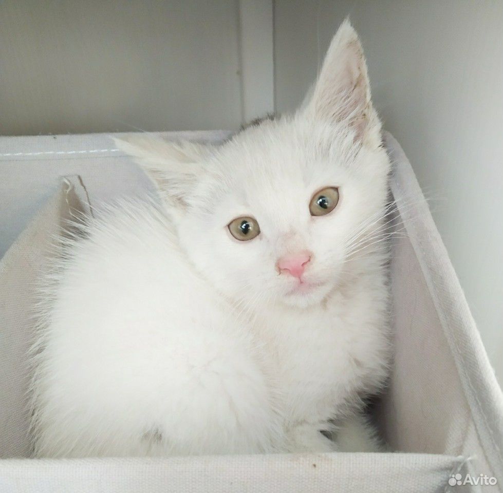 Котёнок Кокос