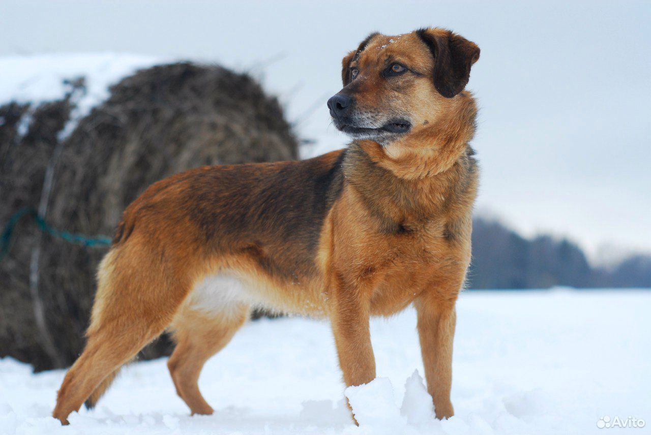 Тайга. Лесной Приют