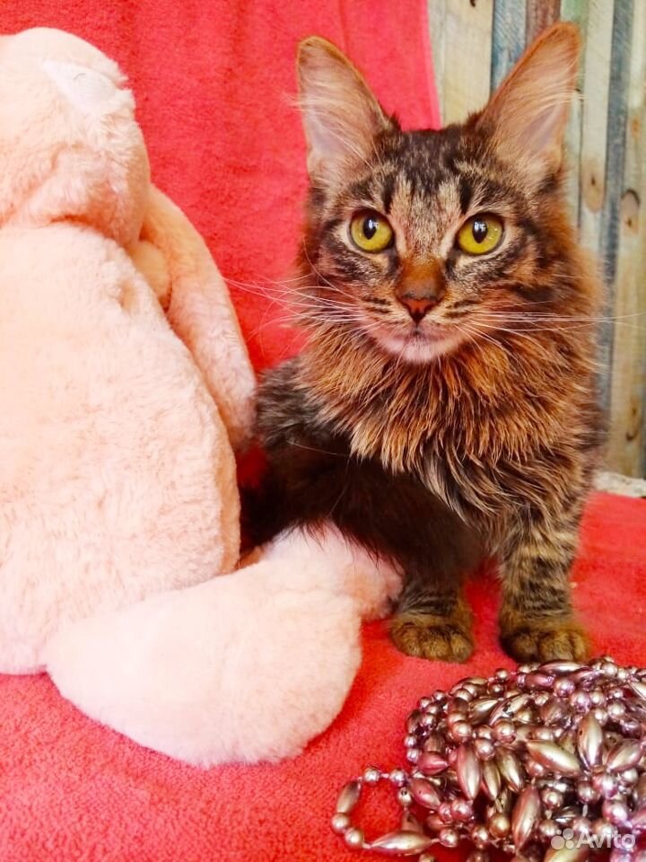 Кот сибирский метис