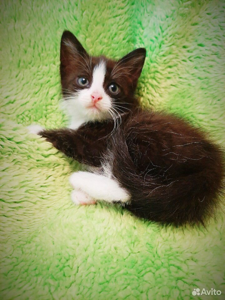 Сладкий парень 1 мес в дар