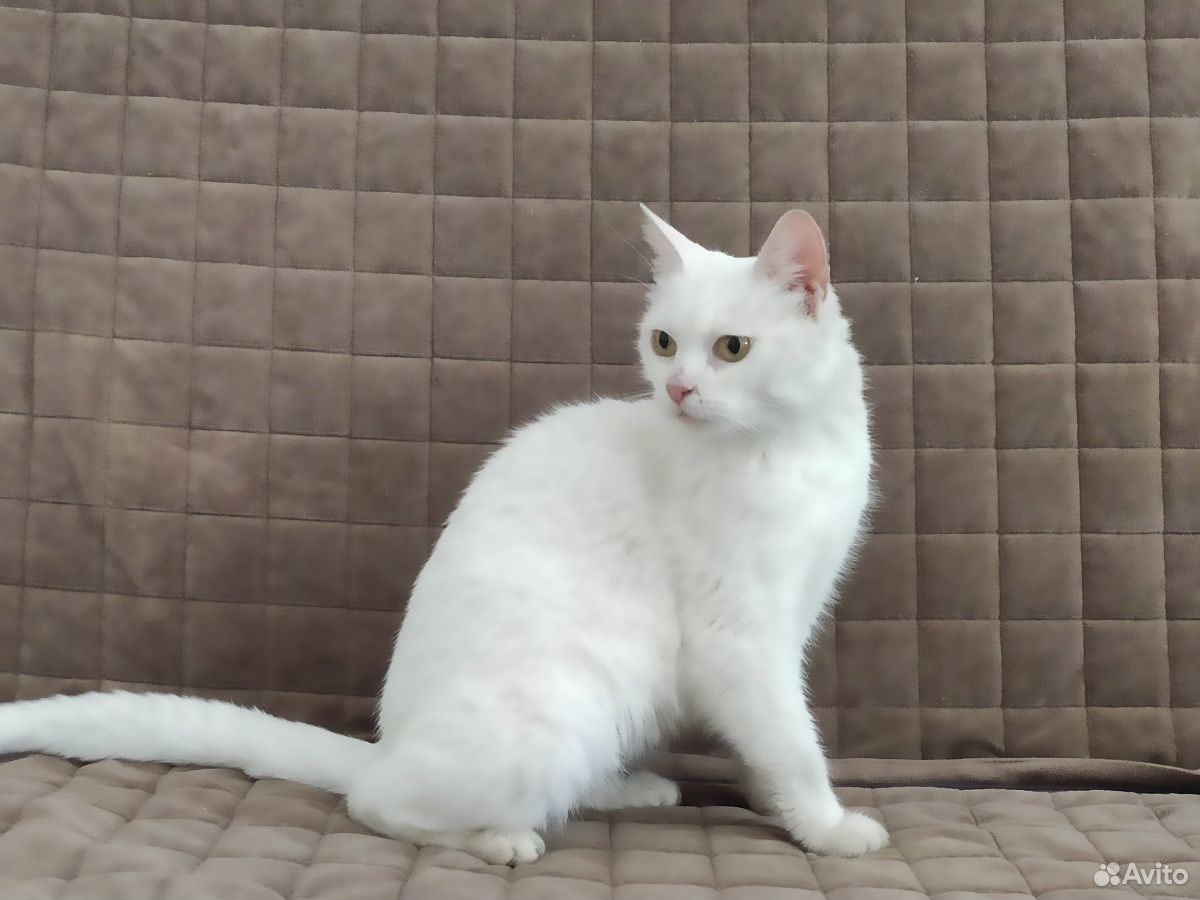 Абсолютно белая кошка в добрые руки