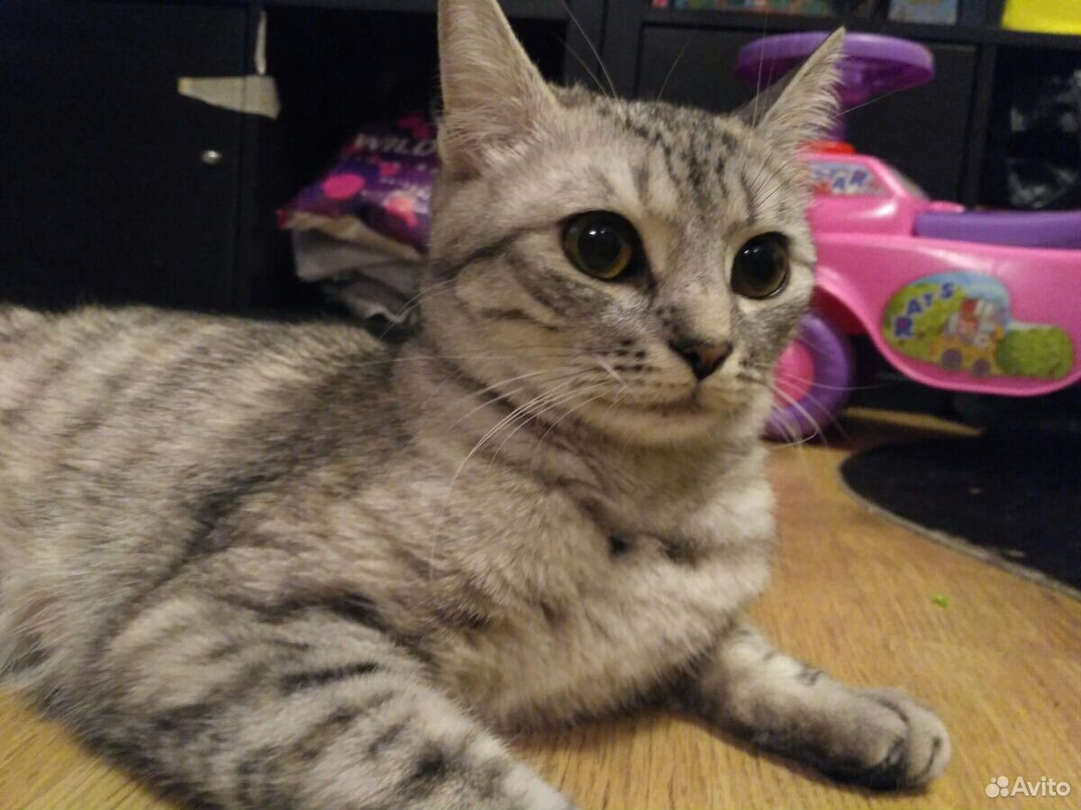 Кошка и котята