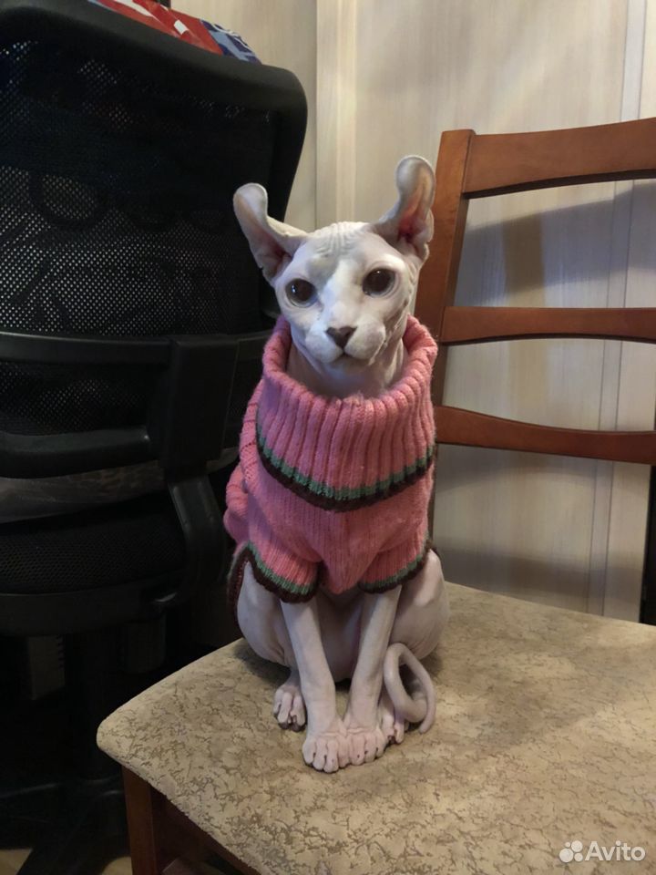 Кошка Эльф Вязка