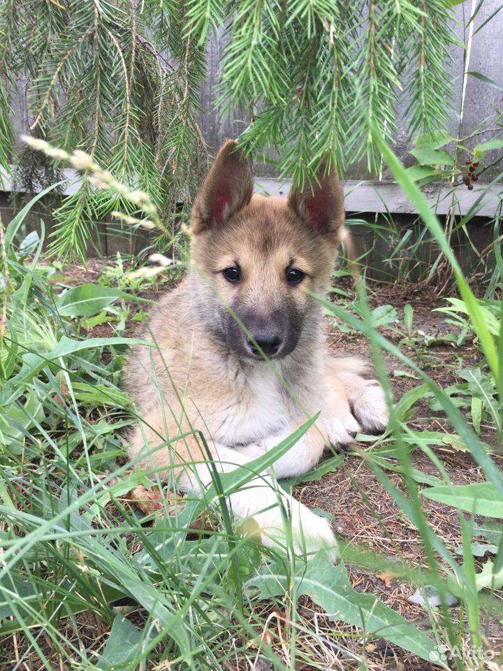 Собаки щенки лайки зсл западно-сибирские лайки