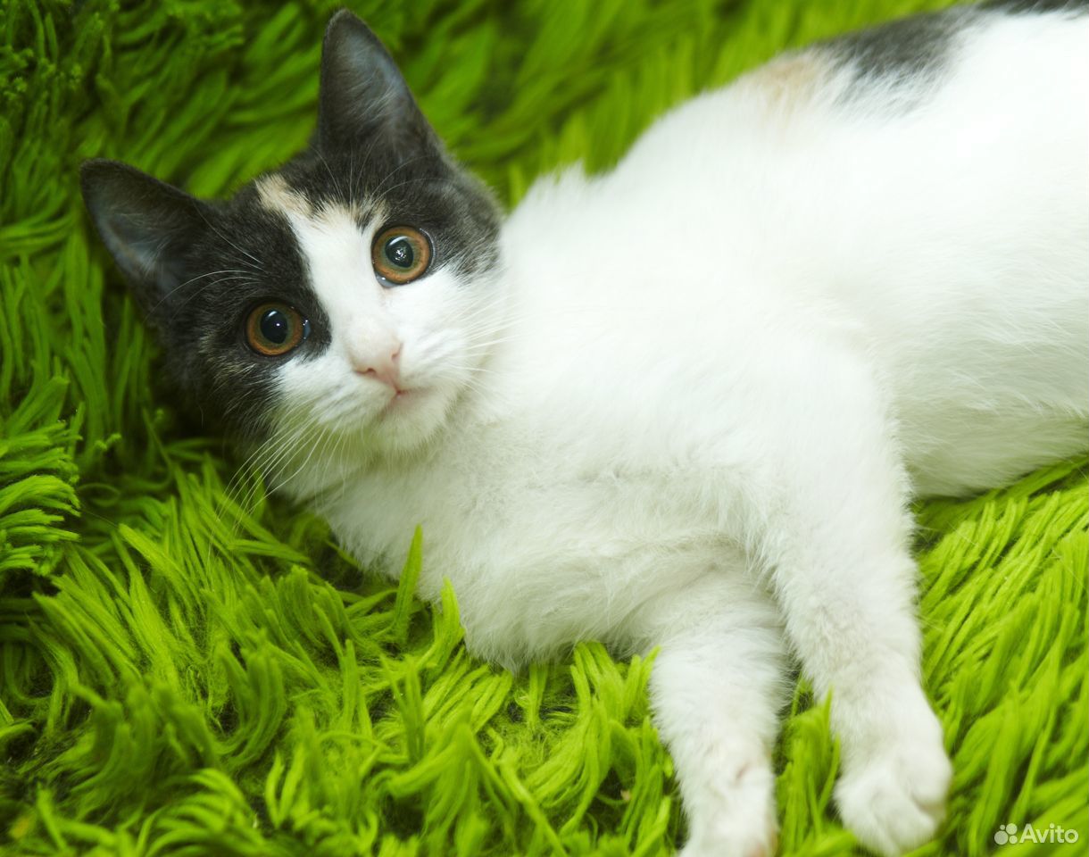 Котенок Нора 3 месяца