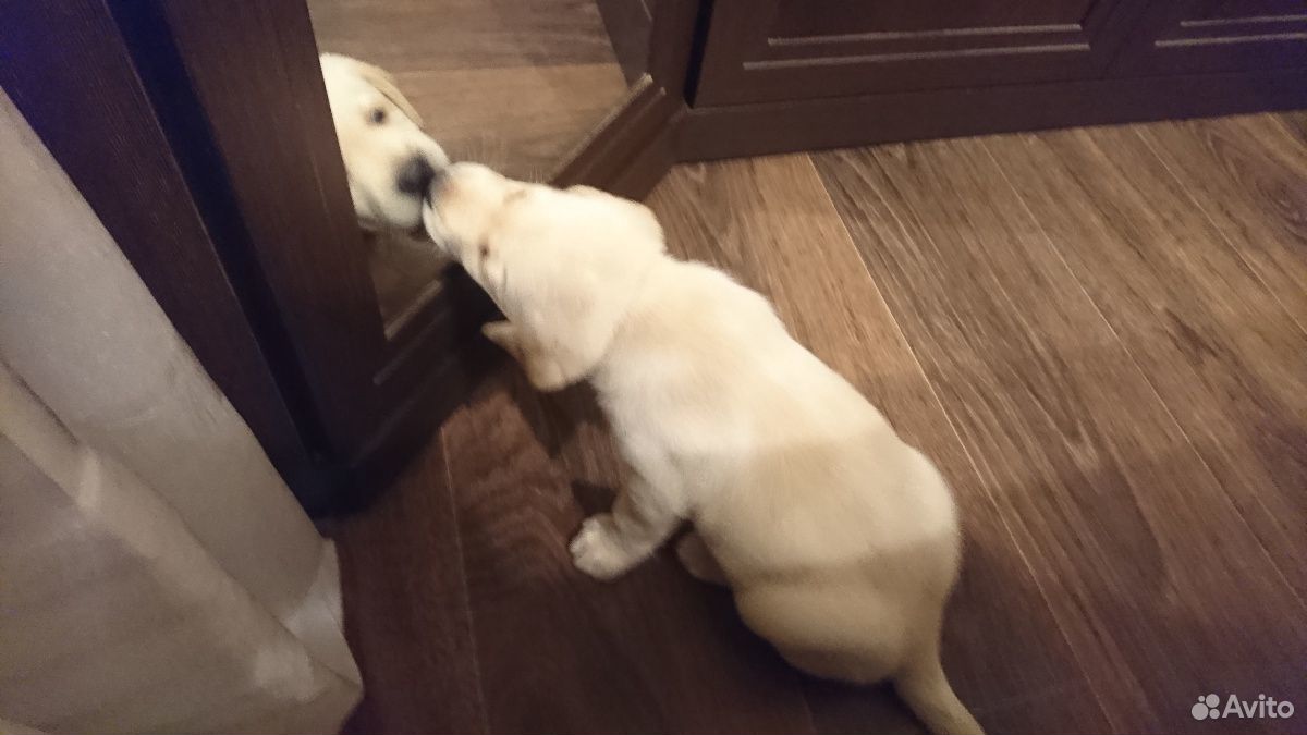 Щенок лабрадора, 1 месяц