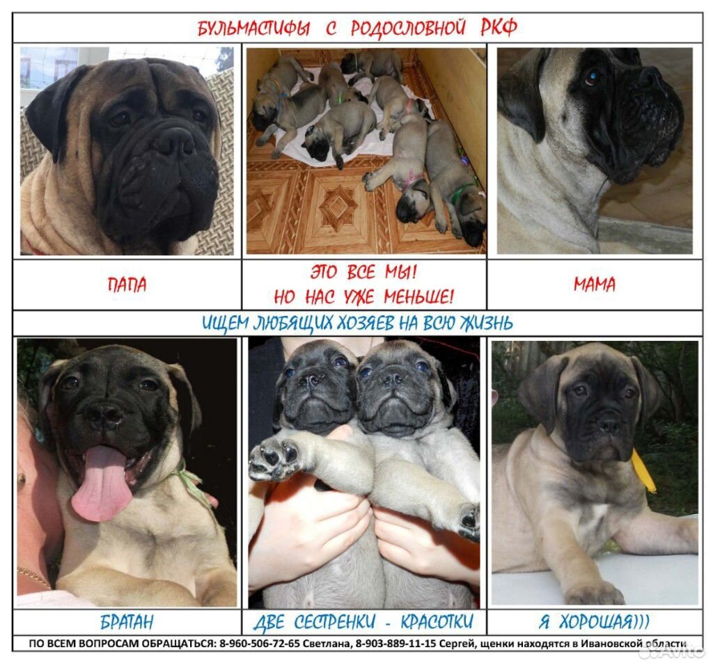 Бульмастиф