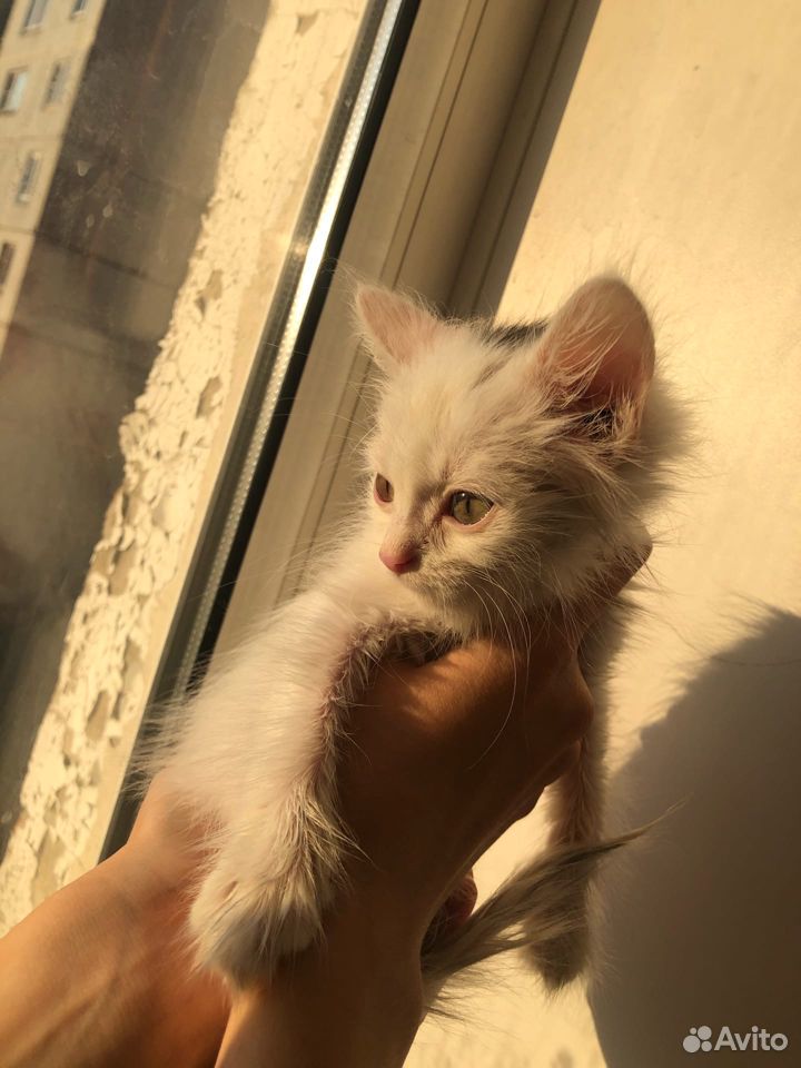 Кошка