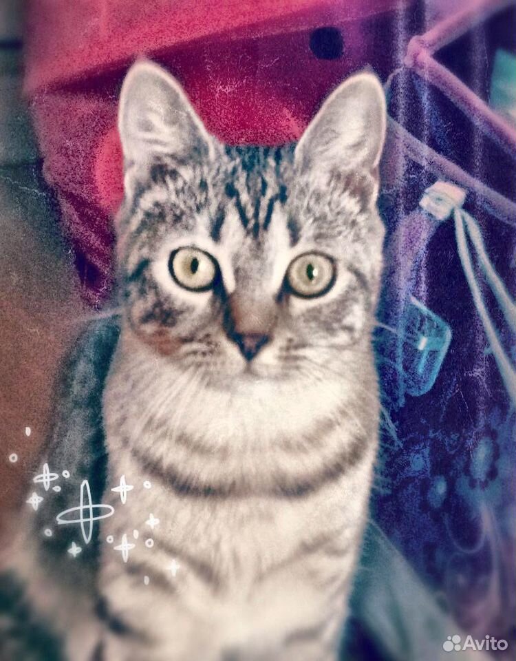 Кошечка курильский бобтейл Фея