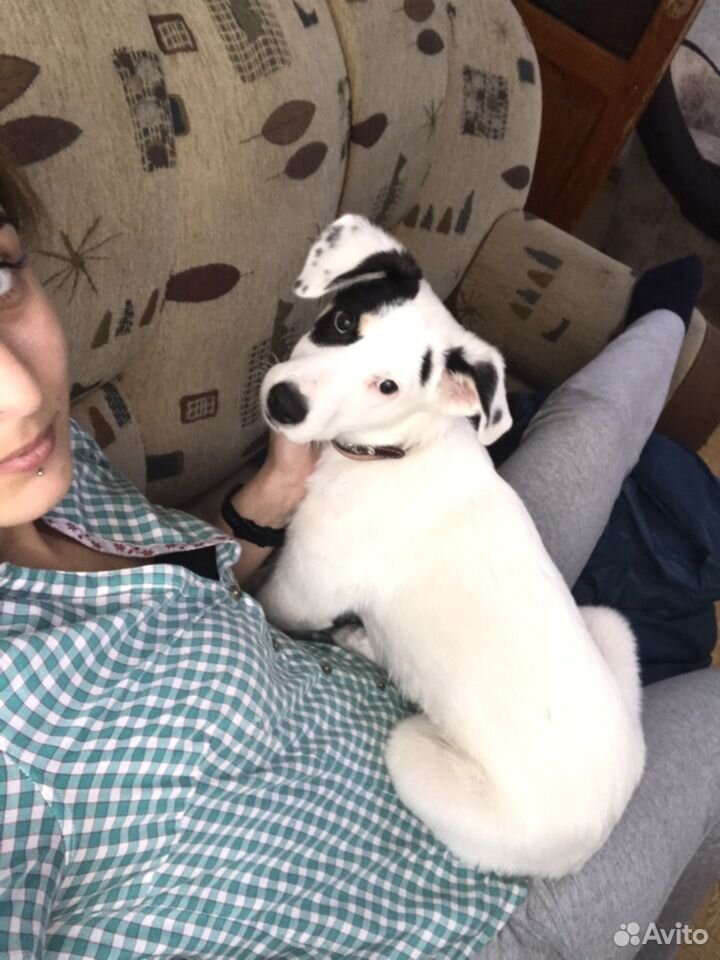 Далматин щенок