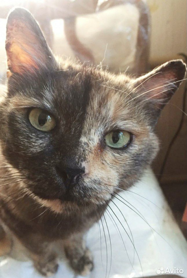 Кошка