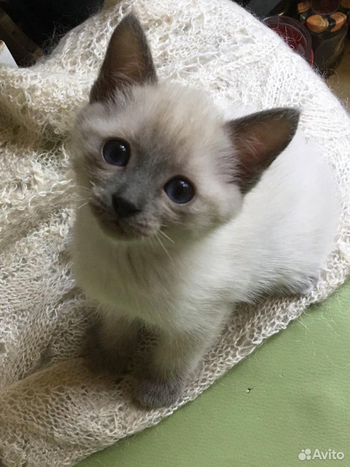 Тайские котята. С документами