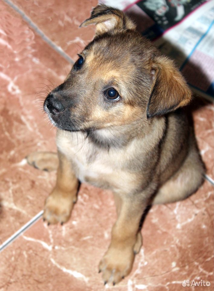 Ищет дом Кнопочка