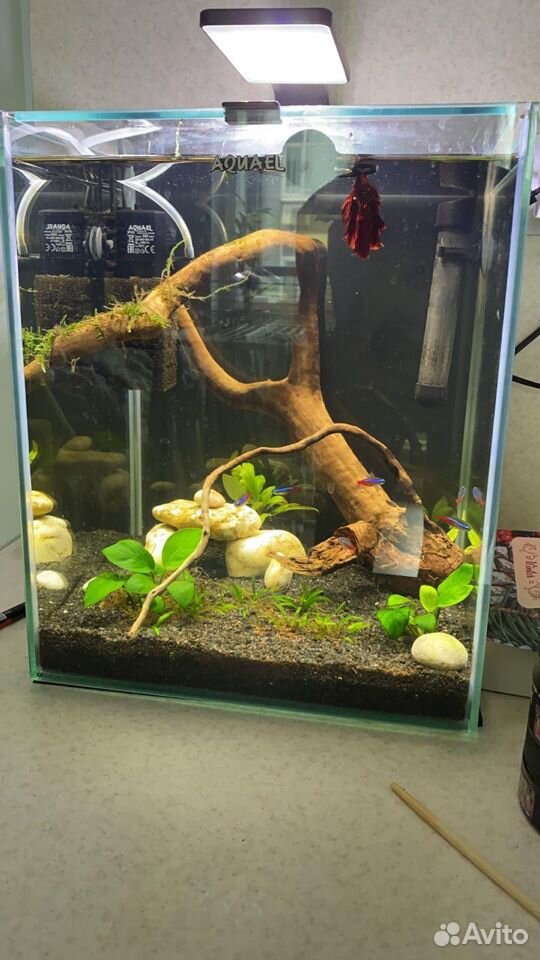 Аквариум с рыбками