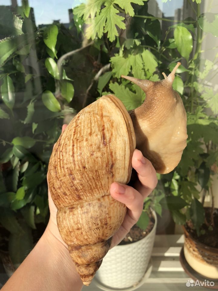 Улитки ахатины с террариумом