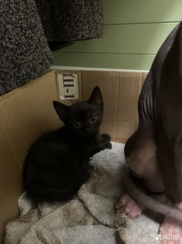 Котята