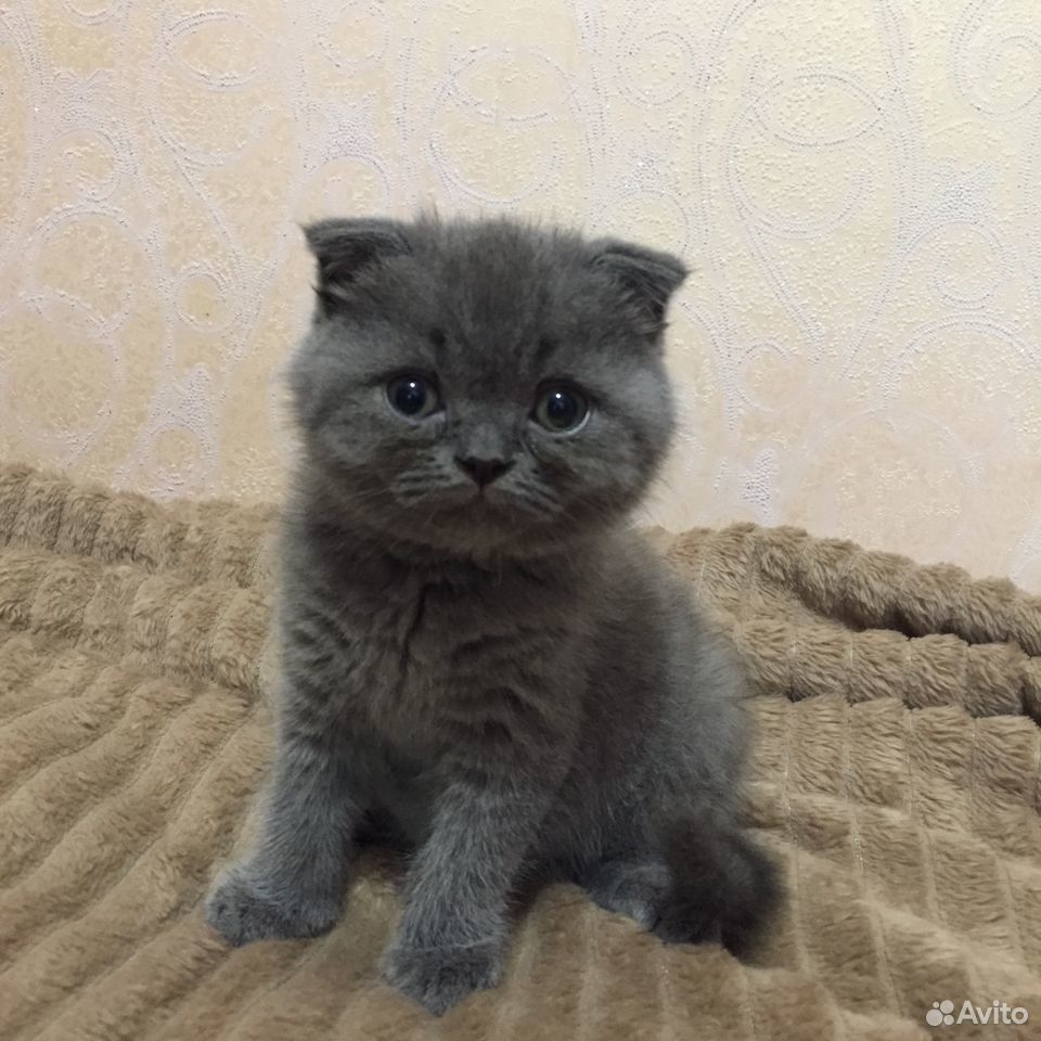 Шотландские котята