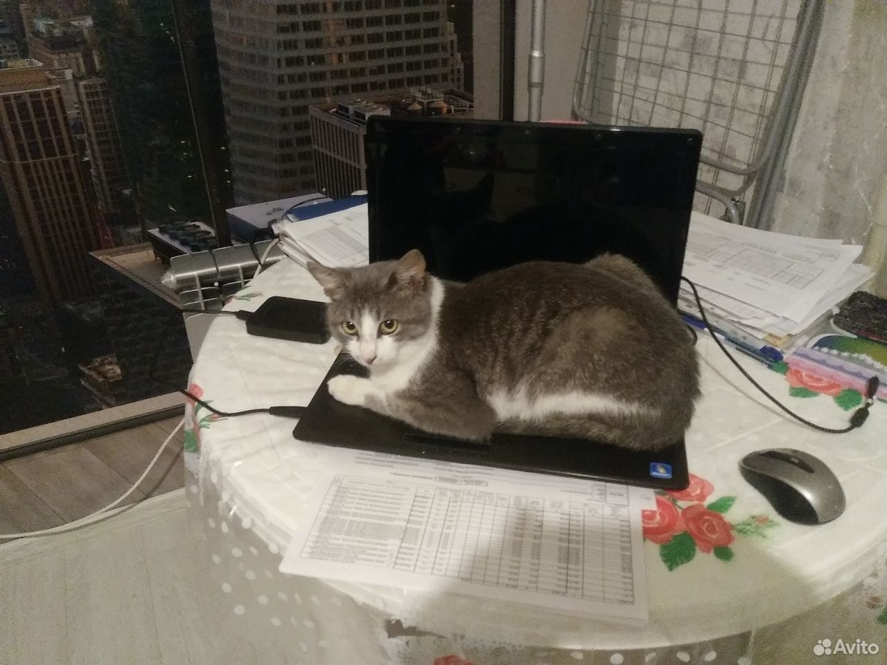 Кошка