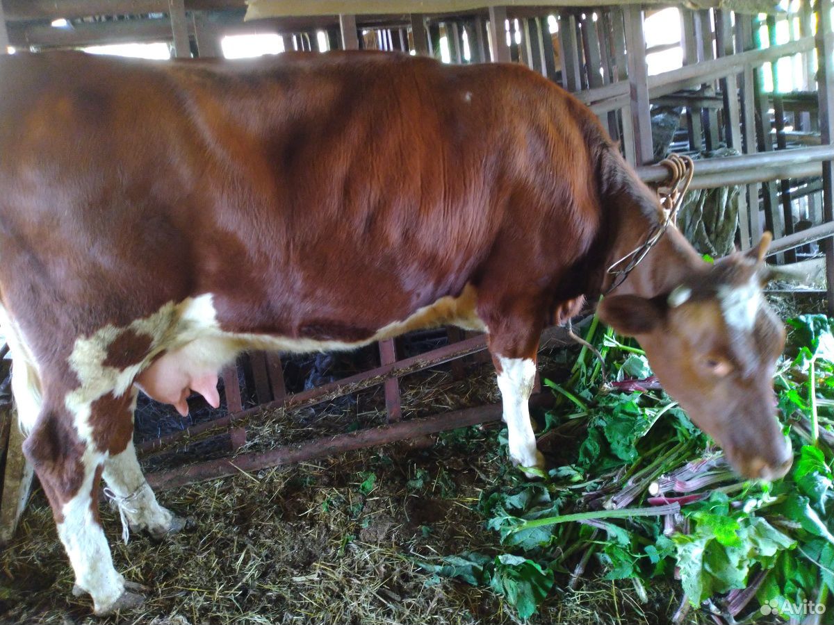 Крс дойные коровы с/х животные