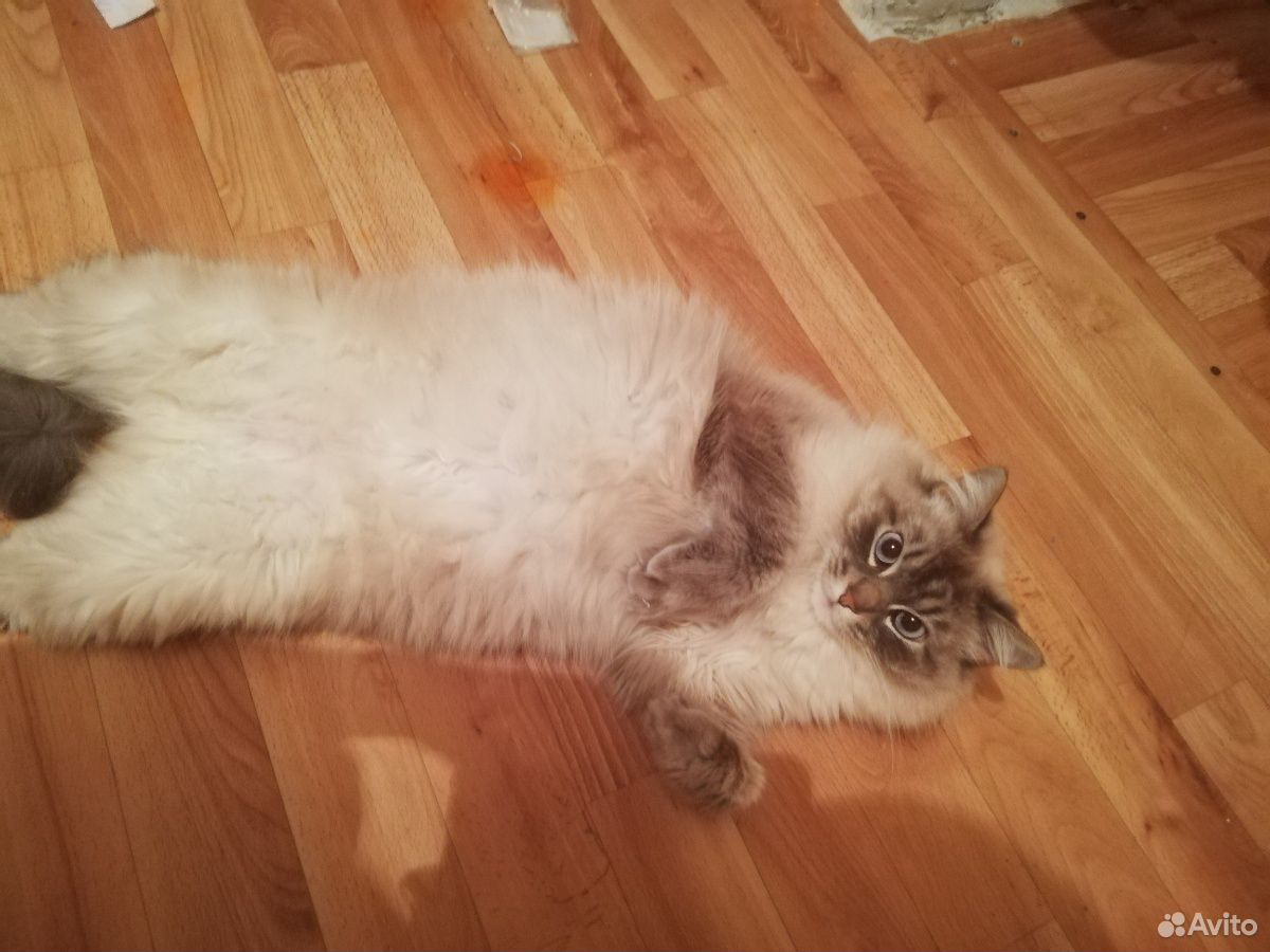 Продам кошку