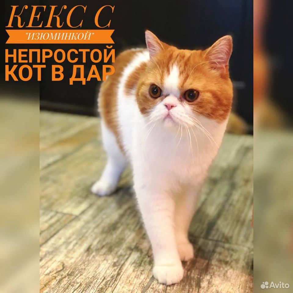 Кекс Кот экзот в дар 3 года, есть нюансы