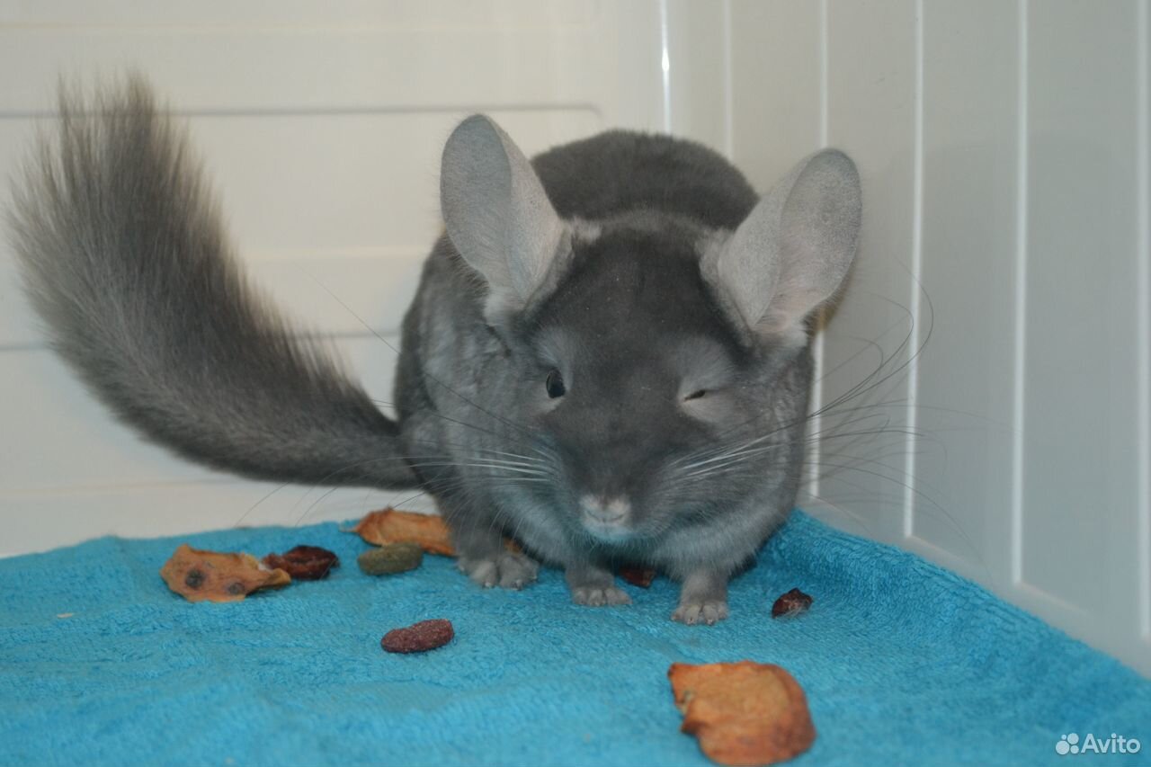 Отдаю в добрые ручки шиншилл (2 самца)