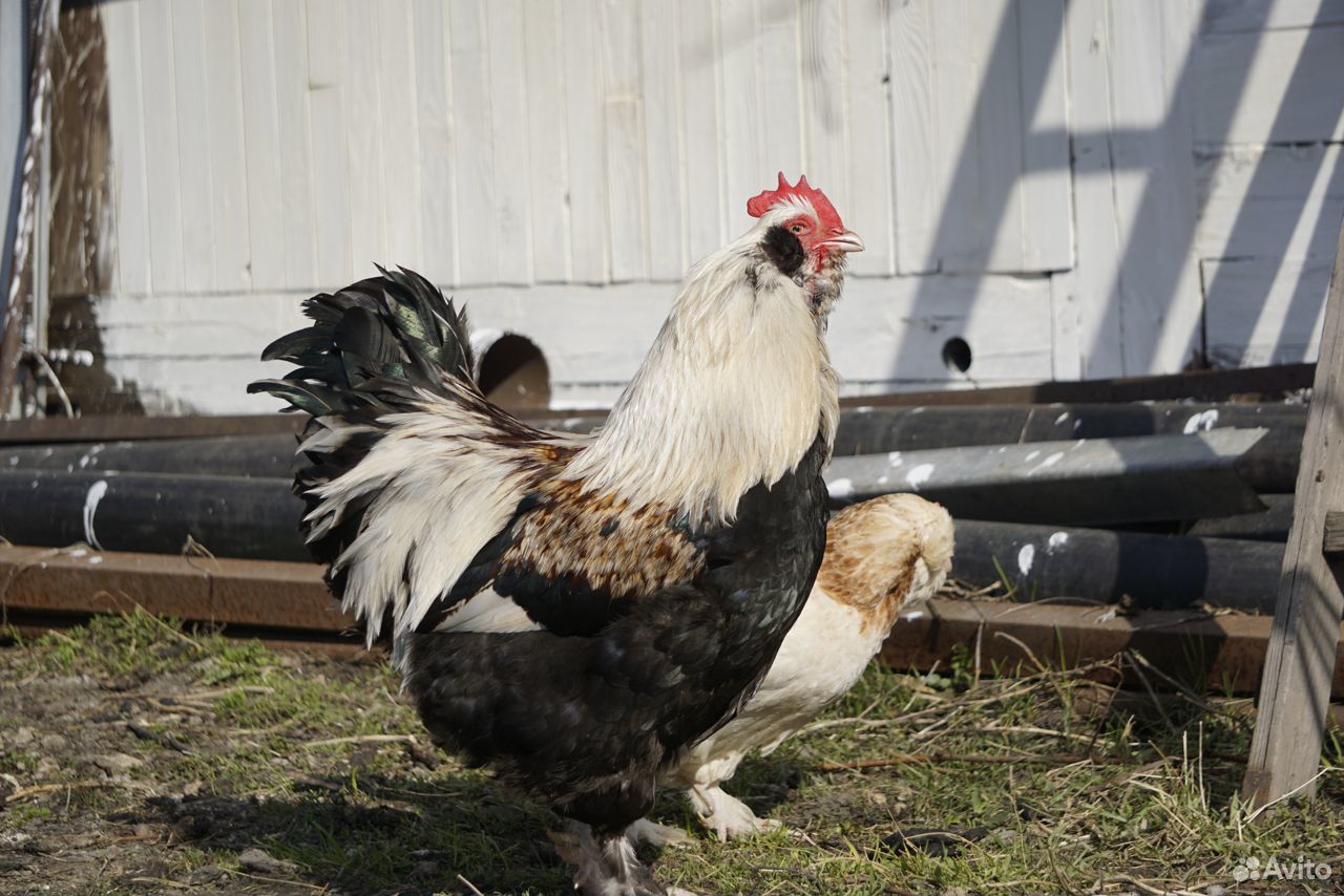 Семья фавероль лосось