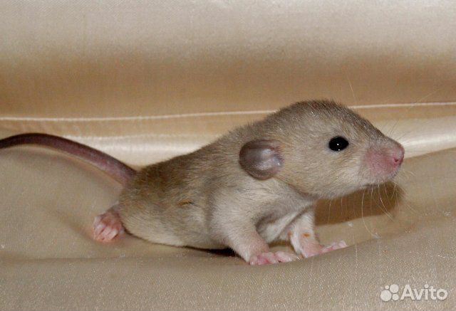 Элитные крысята Бурмиз