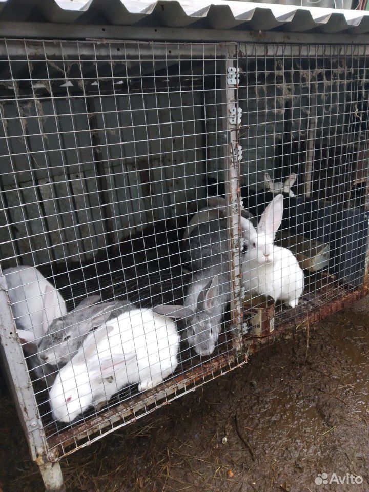 Продаются кролики