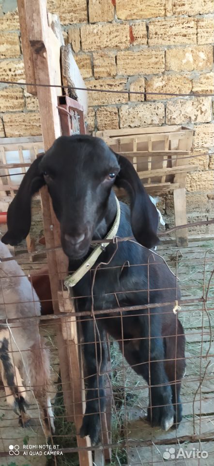 Продам нубийскую козочку 4,5 месяцев