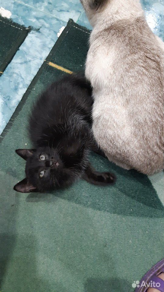 Котята