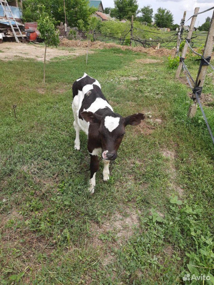 Бычок 2 месяца