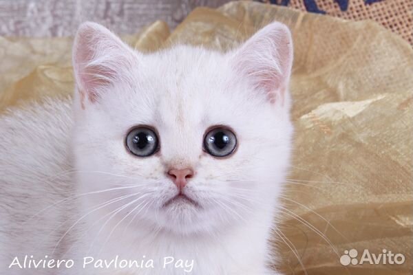 Британская шиншилла. Девочка Павлония