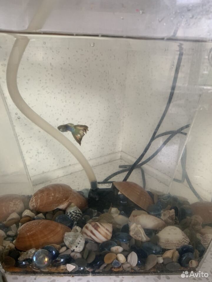 Аквариум с рыбками