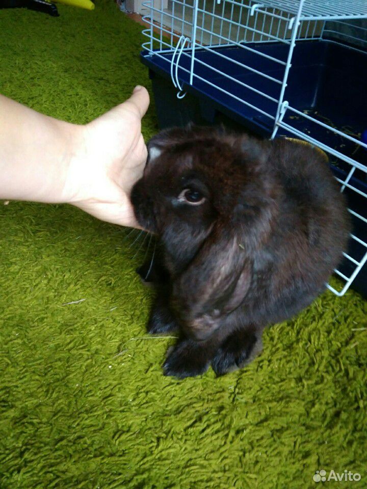 Кролик французский баран