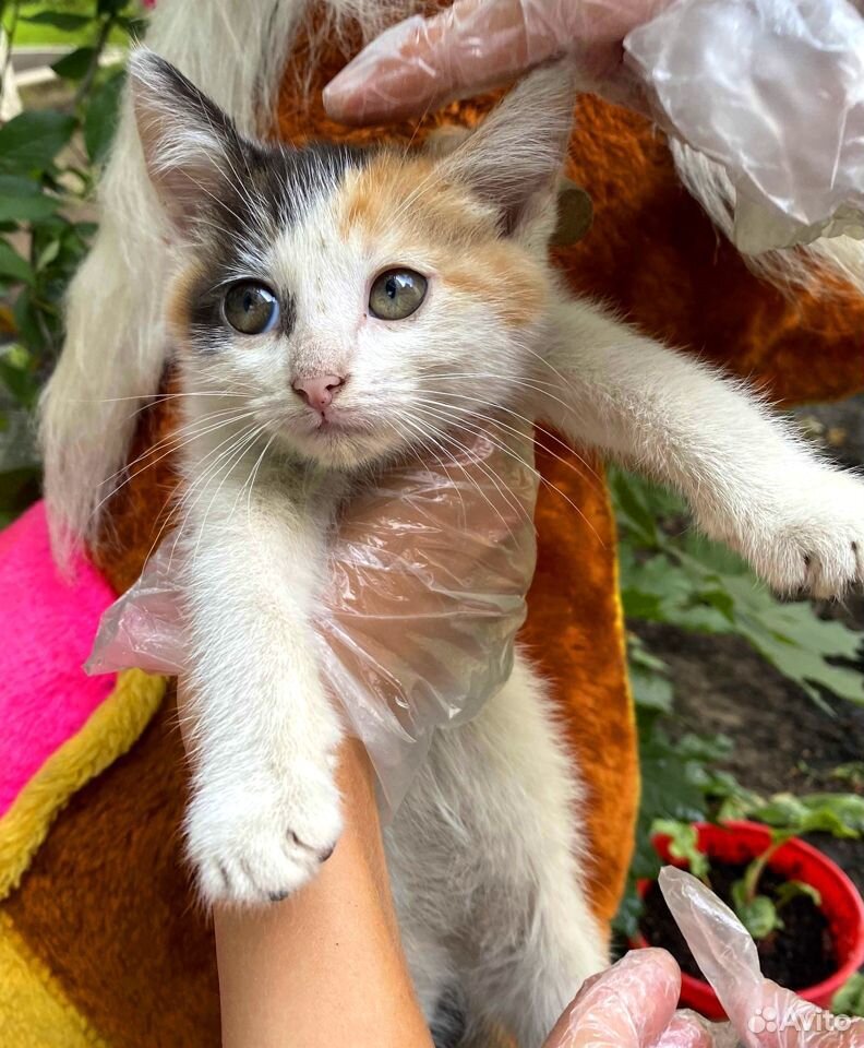 Котятки(толстенькие, домашние)