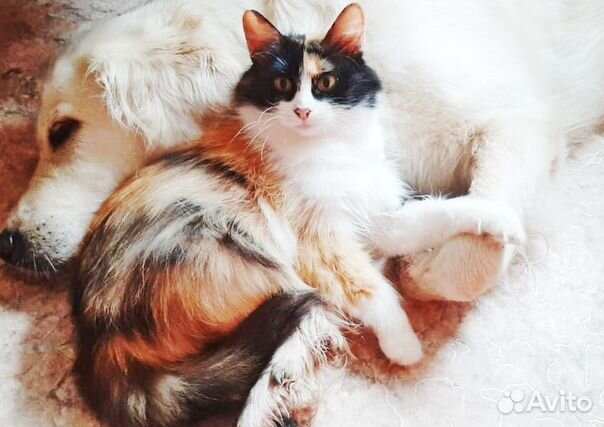 Спокойная кошечка