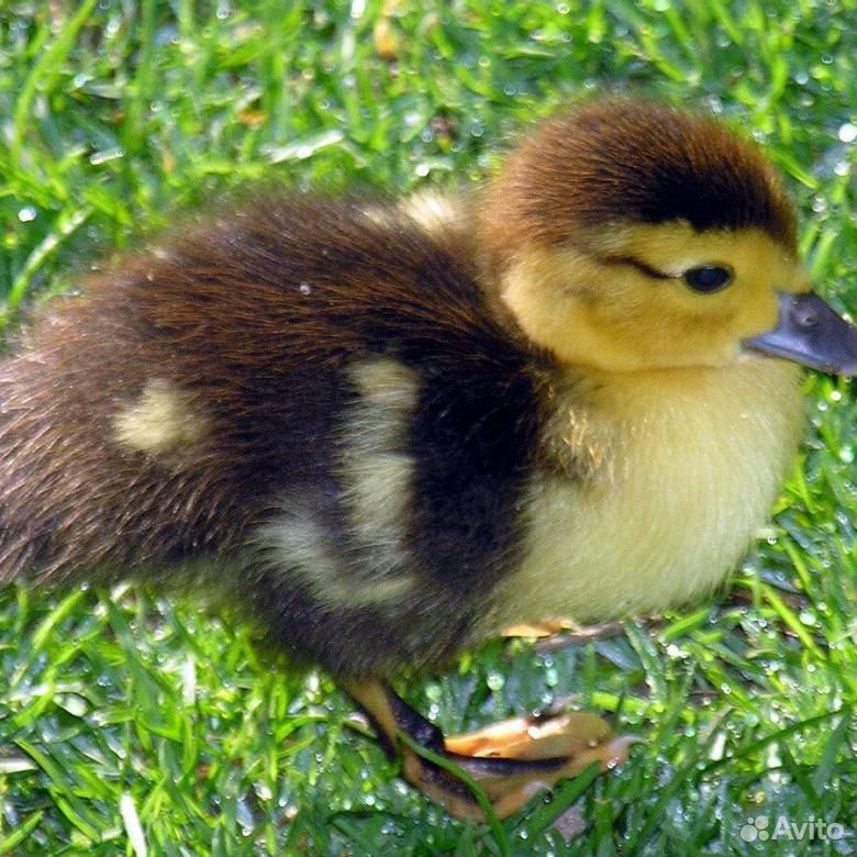 Индоутята Благоварские 10 дней 9 штук