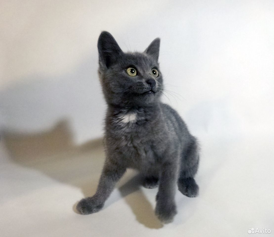 Котенок-кошечка
