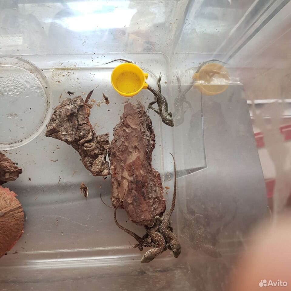 Жемчужные ящерицы