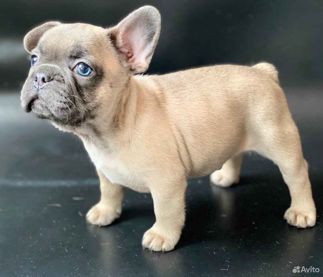 Голубопалевые малыши