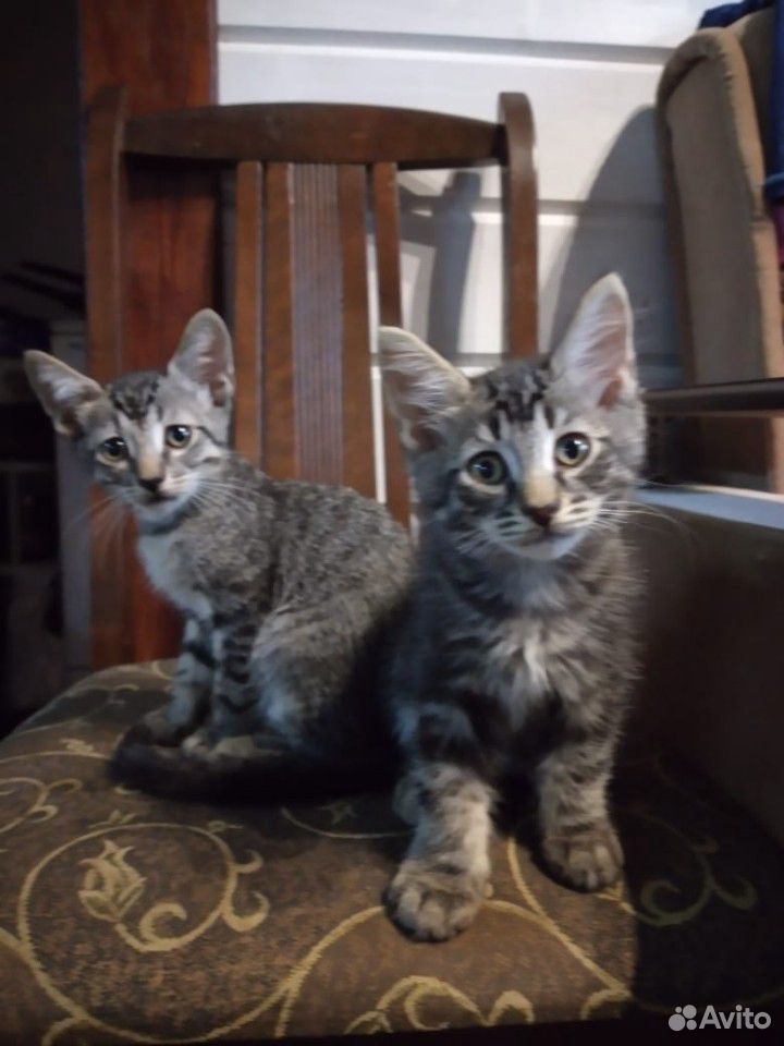 Котята 2.5 мес