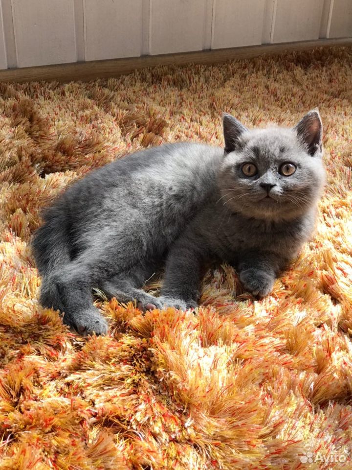 Британский котенок