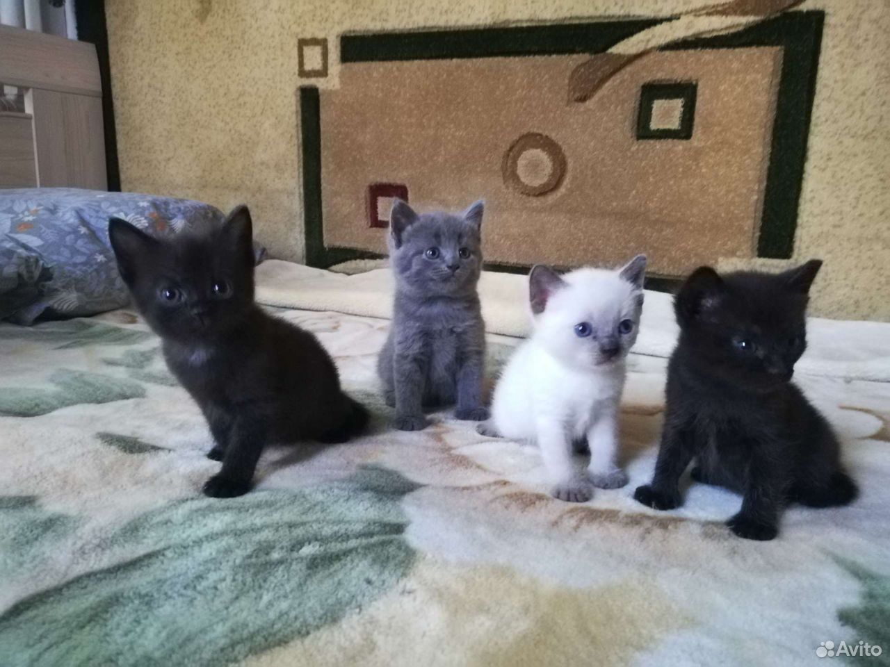 Котята шотландские