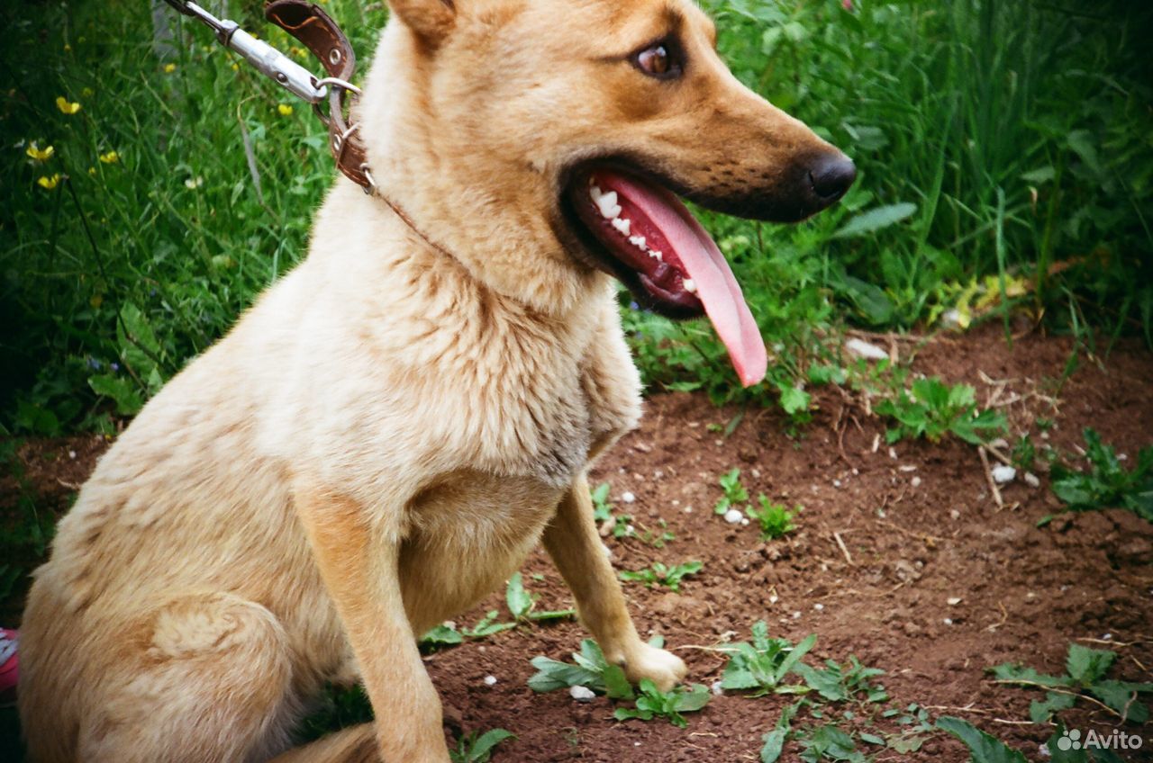 Пуля ищет дом